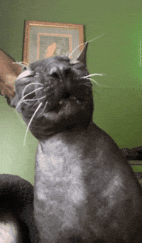 Best Cat Gif Ever