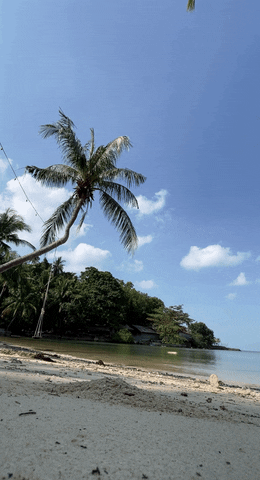 Coconut Tree Money GIF by Geldhelden - Find & Share on GIPHY