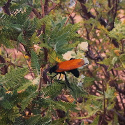Tarantula Hawk GIFs - Get the best GIF on GIPHY