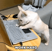 Dog On Computer Gif