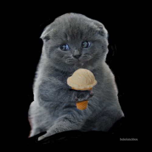 Cat Eating Ice Cream Gif