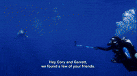 Bull-sharks GIFs - Get the best GIF on GIPHY