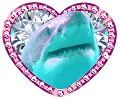 Shark Week Stickers by Shark Week | GIPHY