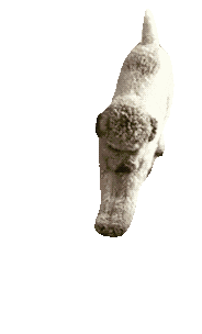 Lagotto Romagnolo GIFs on GIPHY - Be Animated