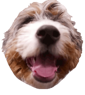 Dog Laughing Sticker for iOS & Android | GIPHY