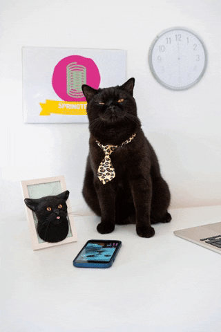 Cat Office Work GIFs - Find & Share on GIPHY