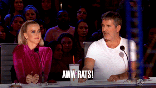 Aww Rats GIFs - Get the best GIF on GIPHY