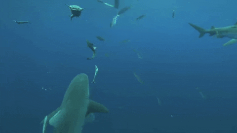 Shoot Fail GIF by Shark Week - Find & Share on GIPHY