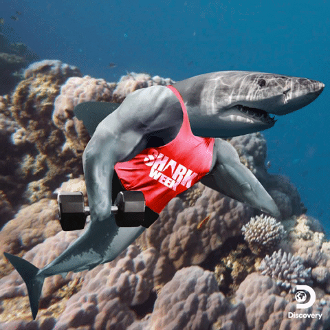 Great White Shark Gif Funny