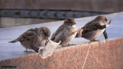Gif Images Of Birds Birds GIFs Get The Best Gif On GIFER