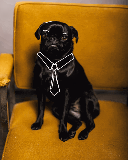 Smart Pug GIFs - Get the best GIF on GIPHY