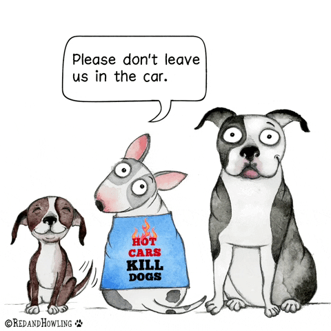 Pet Safety GIFs - Get the best GIF on GIPHY