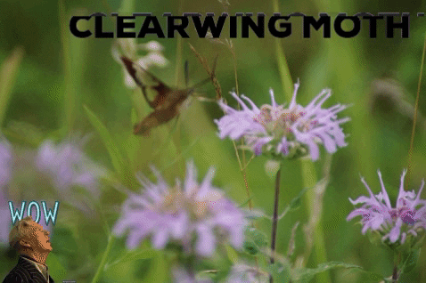 Clearwing-moth GIFs - Get the best GIF on GIPHY