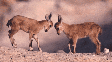 Deer GIFs - Find & Share on GIPHY