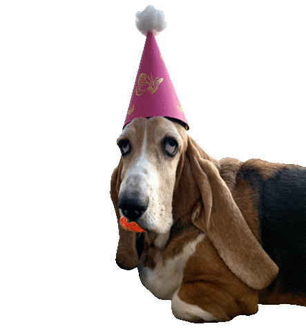 Basset Hound Gif