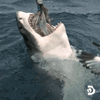 Live Every Week Like Its Shark Week Gif