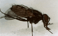 A Mosca 1986 Gif The Fly Goldblum GIFs | Tenor