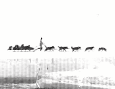 Dog Sleds GIFs - Get the best GIF on GIPHY