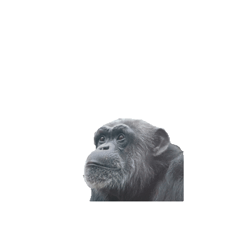 Chimp Chimpanzee Sticker by Chattanooga Zoo for iOS & Android | GIPHY