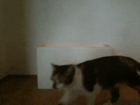Cat Bye GIFs - Find & Share on GIPHY