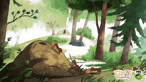 Ant GIFs - Get the best GIF on GIPHY