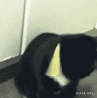 Cat Spazzing Out Gif