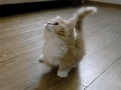 Excited Cat Gif