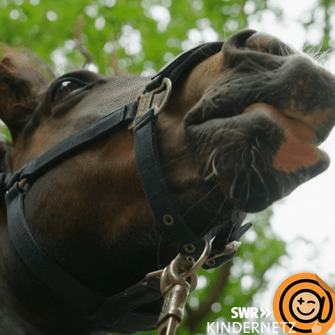 Hungry Horse GIF by SWR Kindernetz - Find & Share on GIPHY