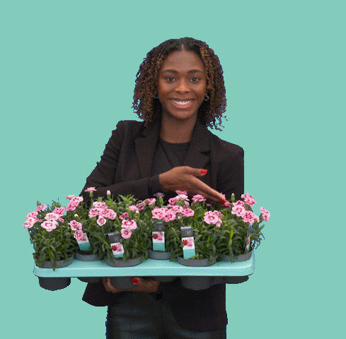 Hofland Flowering and Plants GIFs on GIPHY - Be Animated