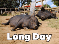 Gif De Pereza Ernesto Ortiz Leyva