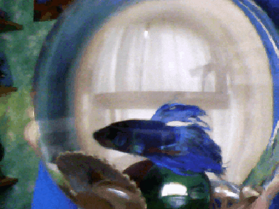 Beta-fish GIFs - Get the best GIF on GIPHY