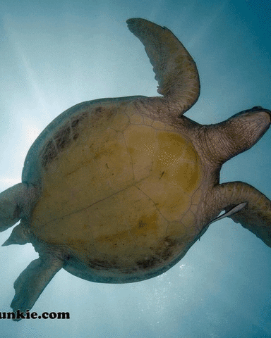 Animated Turtle Walking GIFs - Find & Share on GIPHY