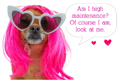 Dogs In Drag GIFs - Get the best GIF on GIPHY
