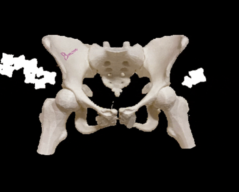 Pelvic Floor GIFs - Get the best GIF on GIPHY