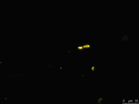 Auxin GIFs - Get the best GIF on GIPHY