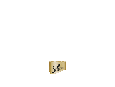 Sheba Official GIFs on GIPHY - Be Animated