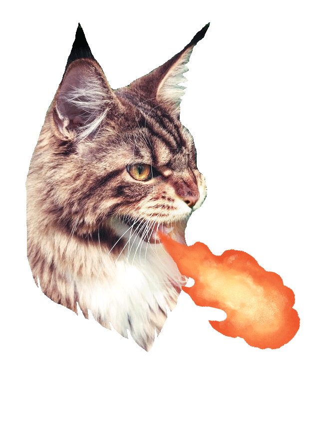 Angry Cat Sticker for iOS & Android | GIPHY