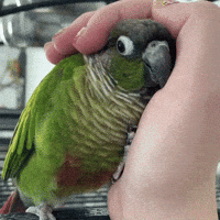 Bird Attack Gif