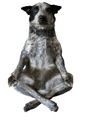 Dog Meditation Sticker by Tornado - Blue Heeler for iOS & Android | GIPHY
