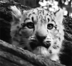 Snow Leopard GIFs - Find & Share on GIPHY