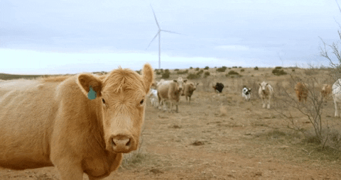 Windturbine GIFs - Get the best GIF on GIPHY