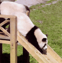 Pandaren druids - General Discussion - World of Warcraft Forums