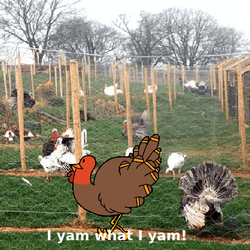 Funny-yam-yams GIFs - Get the best GIF on GIPHY