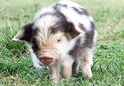 Pig GIFs - Find & Share on GIPHY
