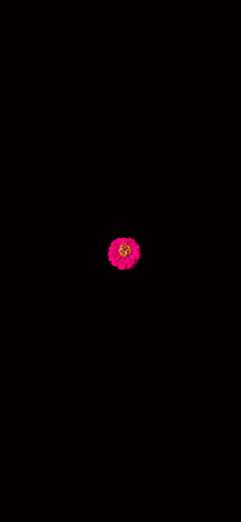 Zinnias GIFs - Get the best GIF on GIPHY