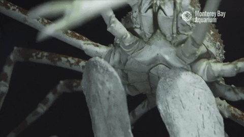 Deep Sea Ocean GIF by Monterey Bay Aquarium - Find & Share on GIPHY