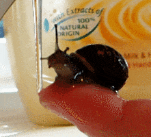 Pet Snail GIFs - Get the best GIF on GIPHY