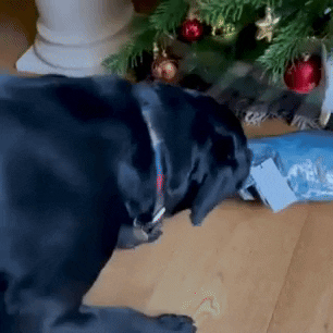 The Dodo GIFs on GIPHY - Be Animated