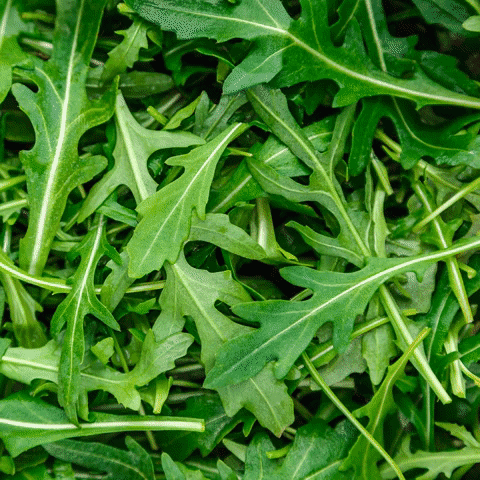 Digestive Health GIFs - Get the best GIF on GIPHY