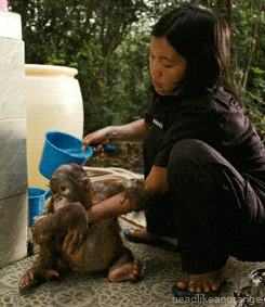 Monkey-steam-bath GIFs - Get the best GIF on GIPHY